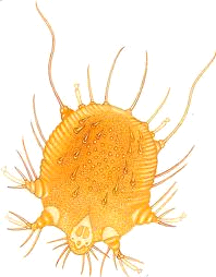 Vet001 - Les Parasites Externes